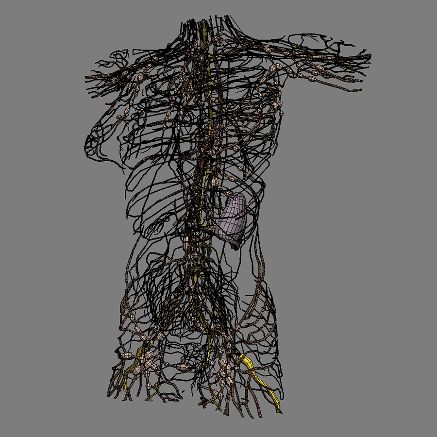 human female torso anatomy muscles 3d model