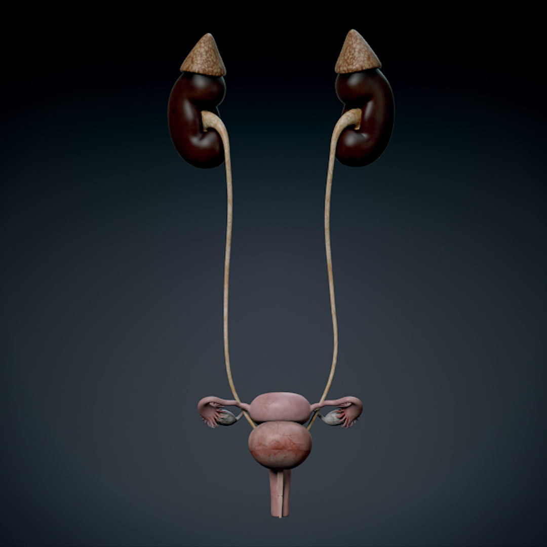 Human Female Torso Anatomy Muscles 3d Model