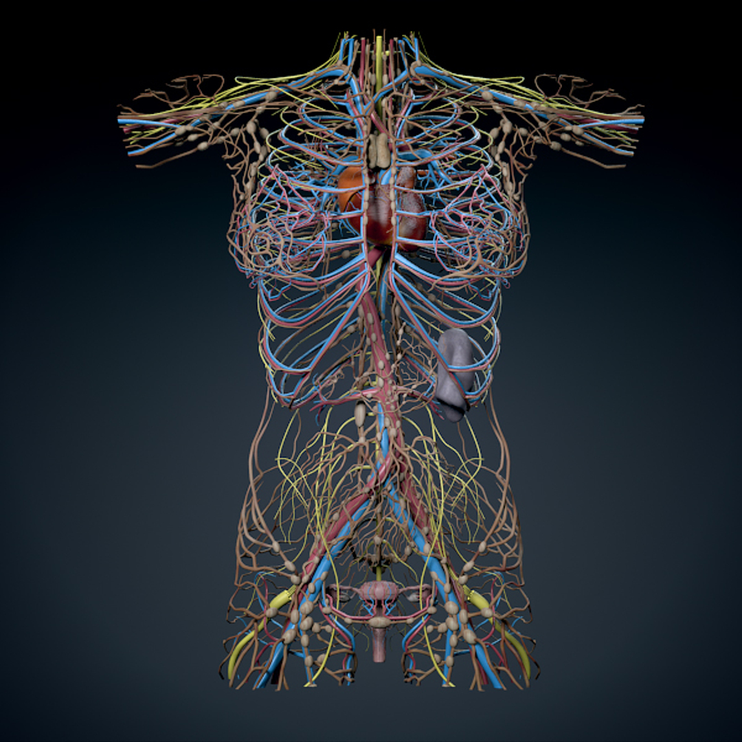 Human Female Torso Anatomy Muscles 3d Model