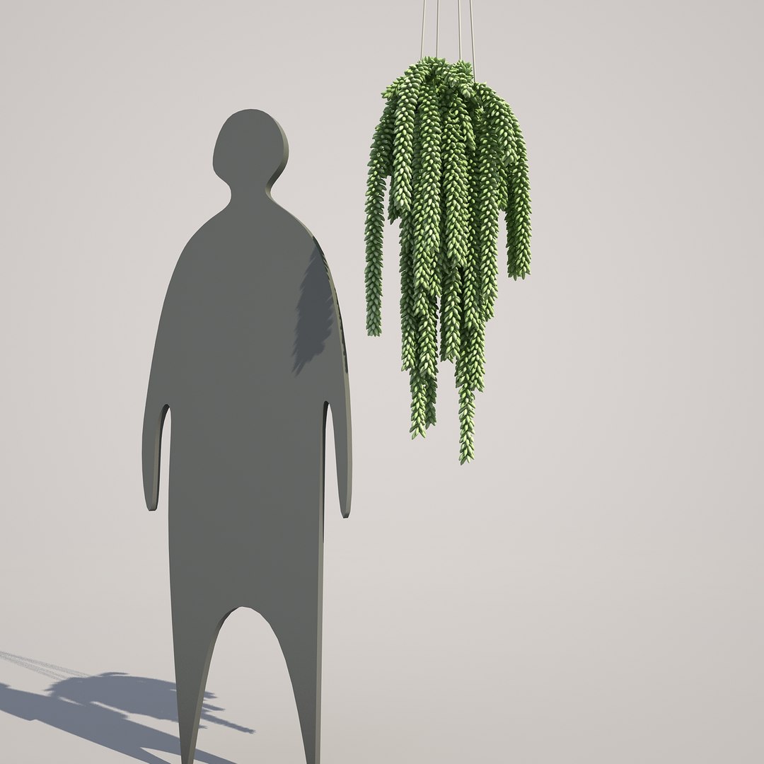 3d model sedum morganianum s