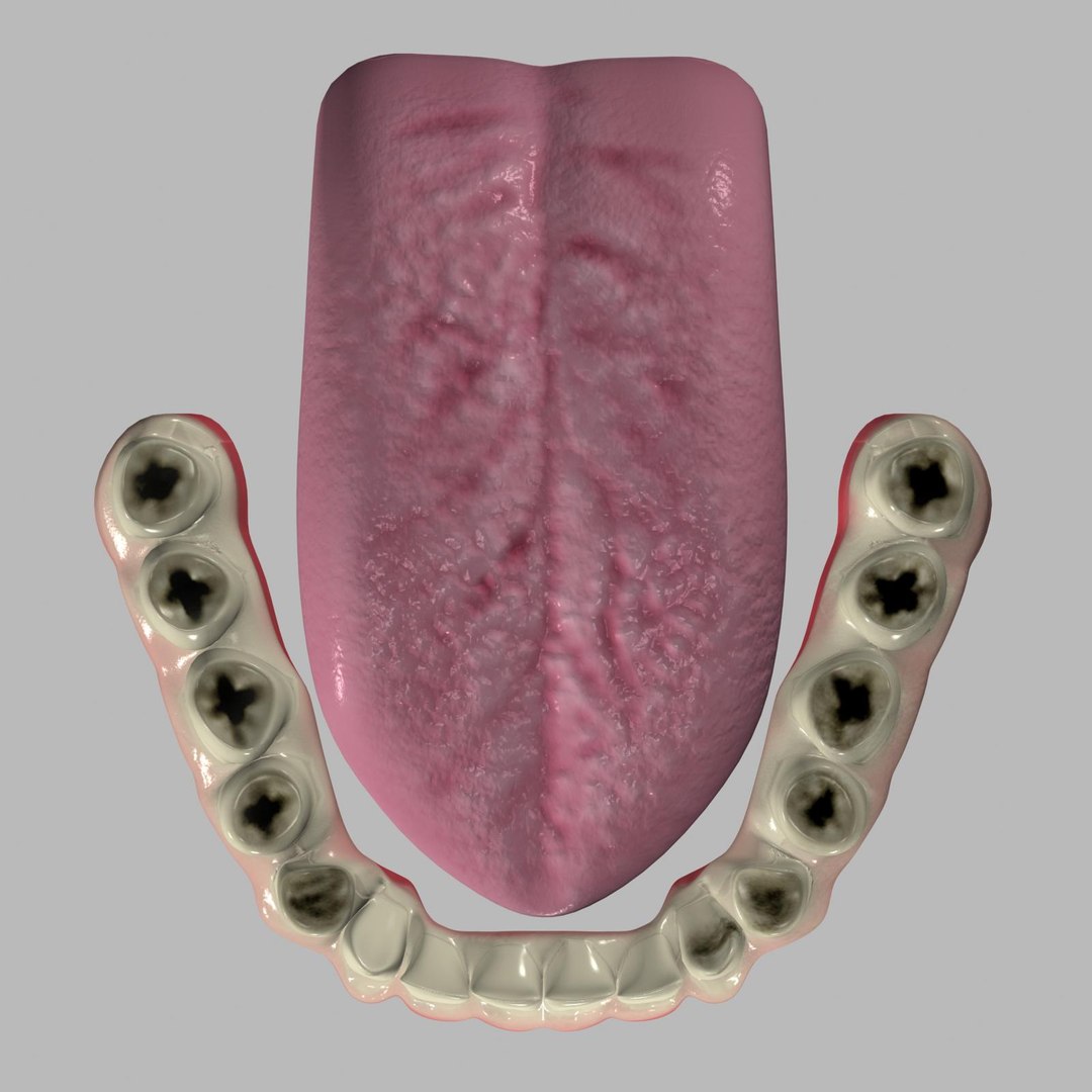 Mouth Teeth 3d Model