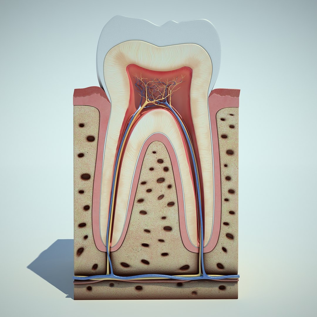 Tooth Anatomy Max