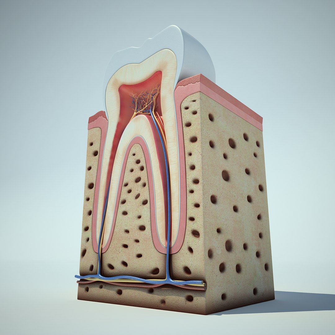 Tooth Anatomy Max