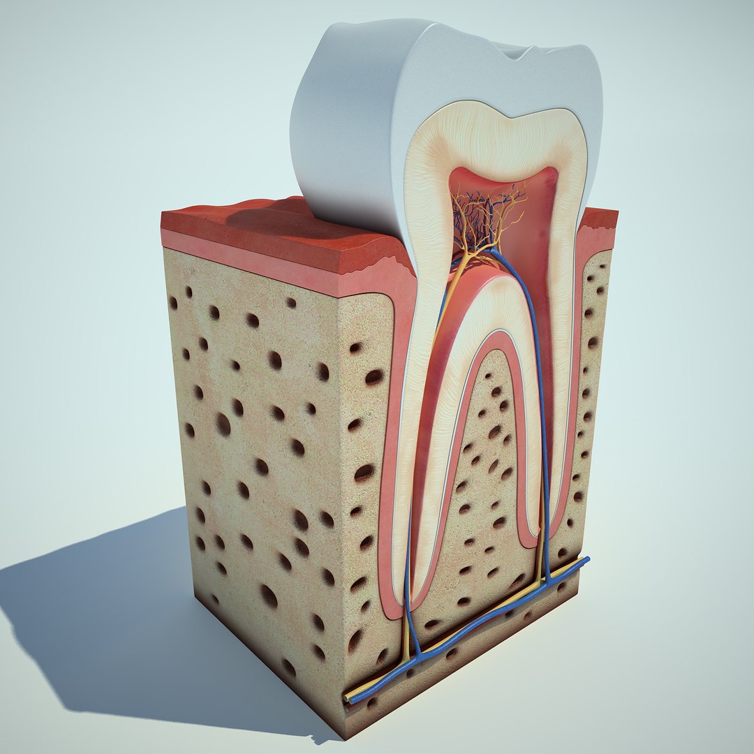 Tooth Anatomy Max