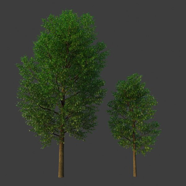 XfrogPlants Klon Freemana - Acer Freemani Model 3D - TurboSquid 1719364