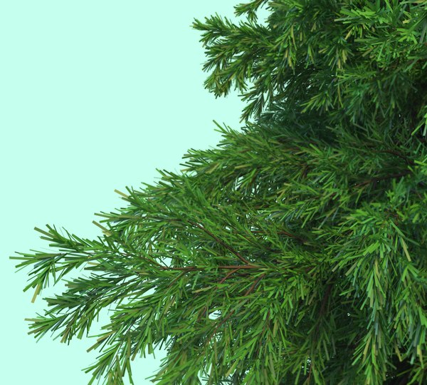 3D evergreen tree - TurboSquid 1346603