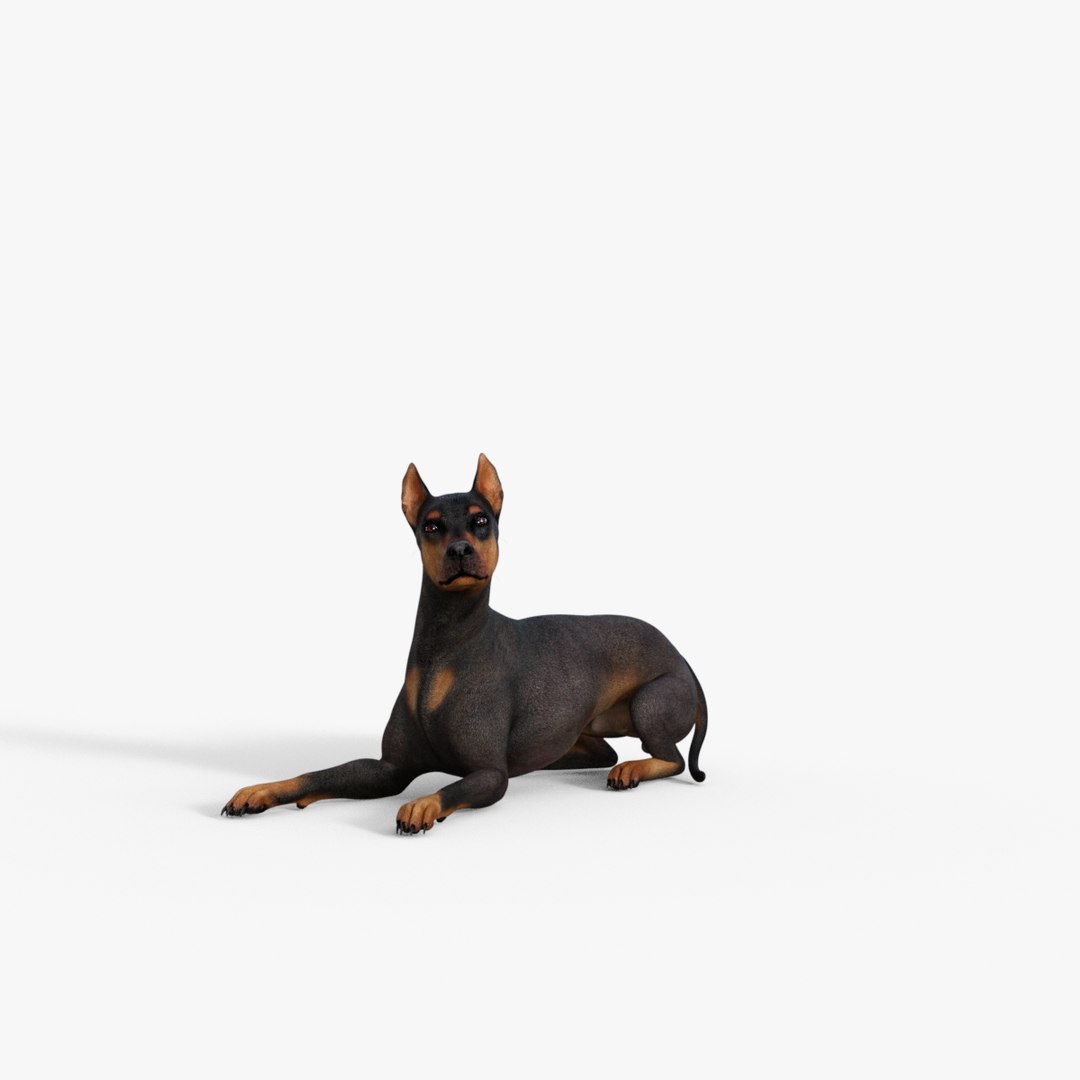 Doberman Dog Rigged Model - TurboSquid 2220293