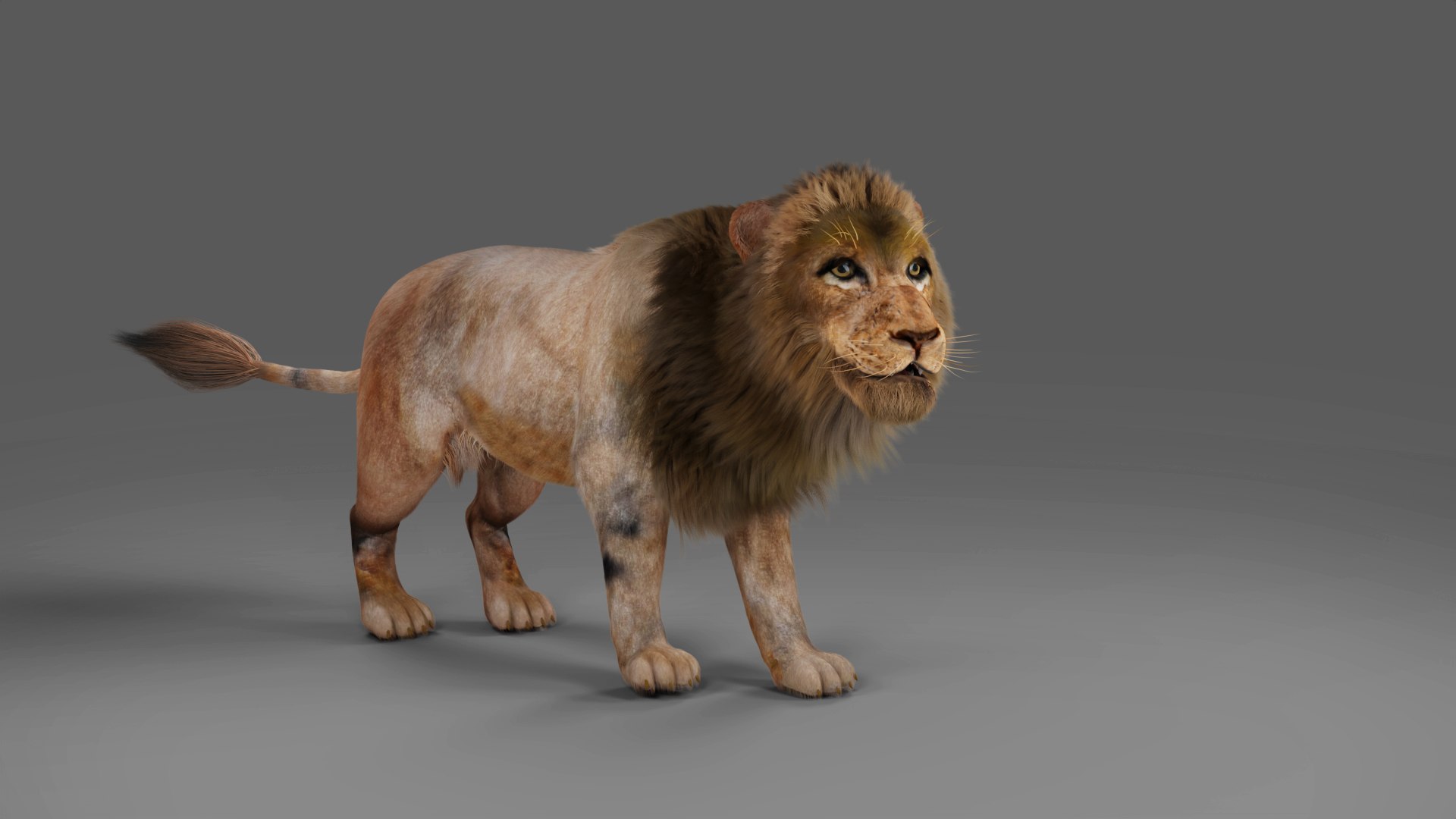 Fur Lion Rigged In Blender 3D Model - TurboSquid 2024247