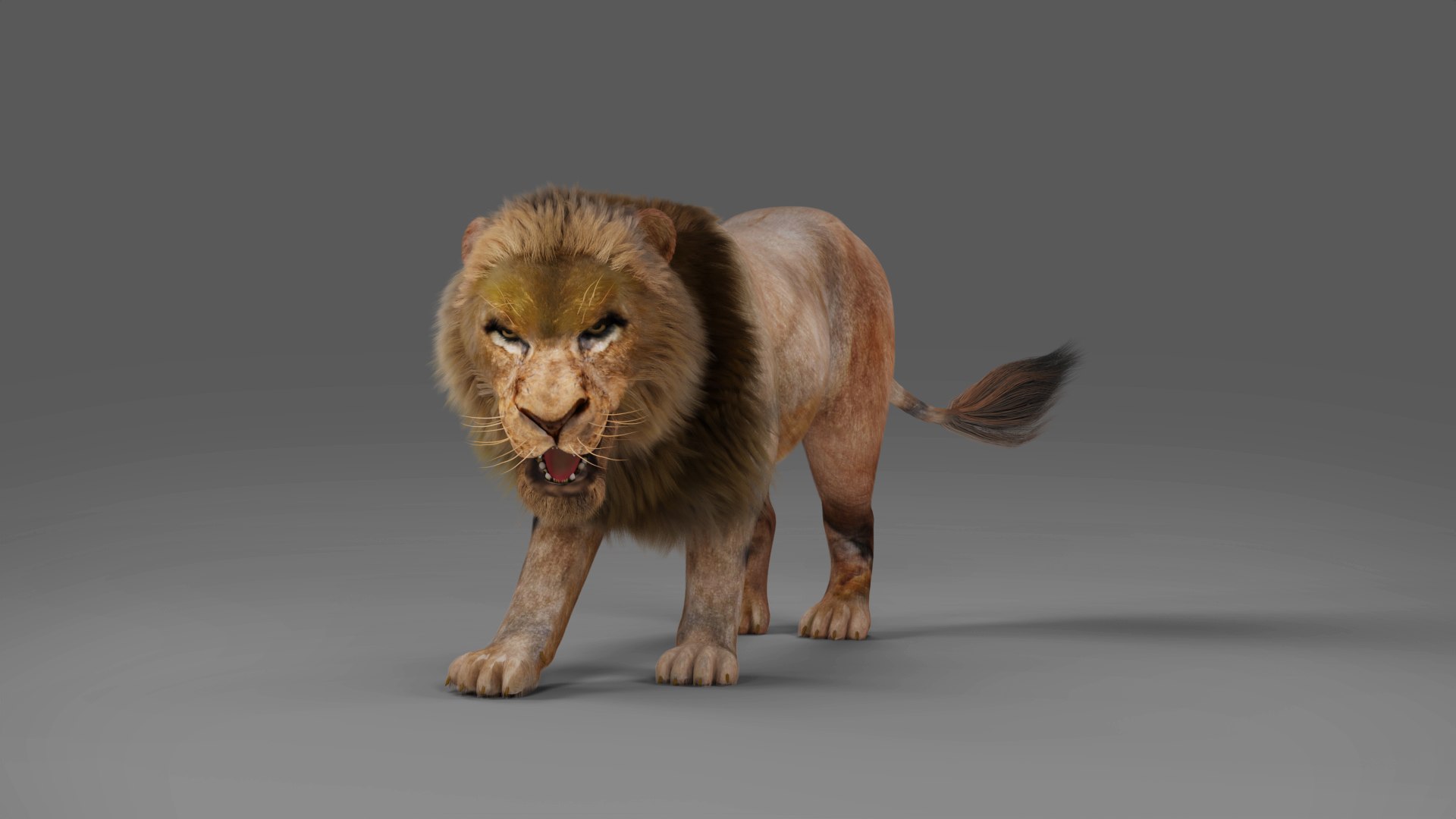 Fur Lion Rigged In Blender 3D Model - TurboSquid 2024247