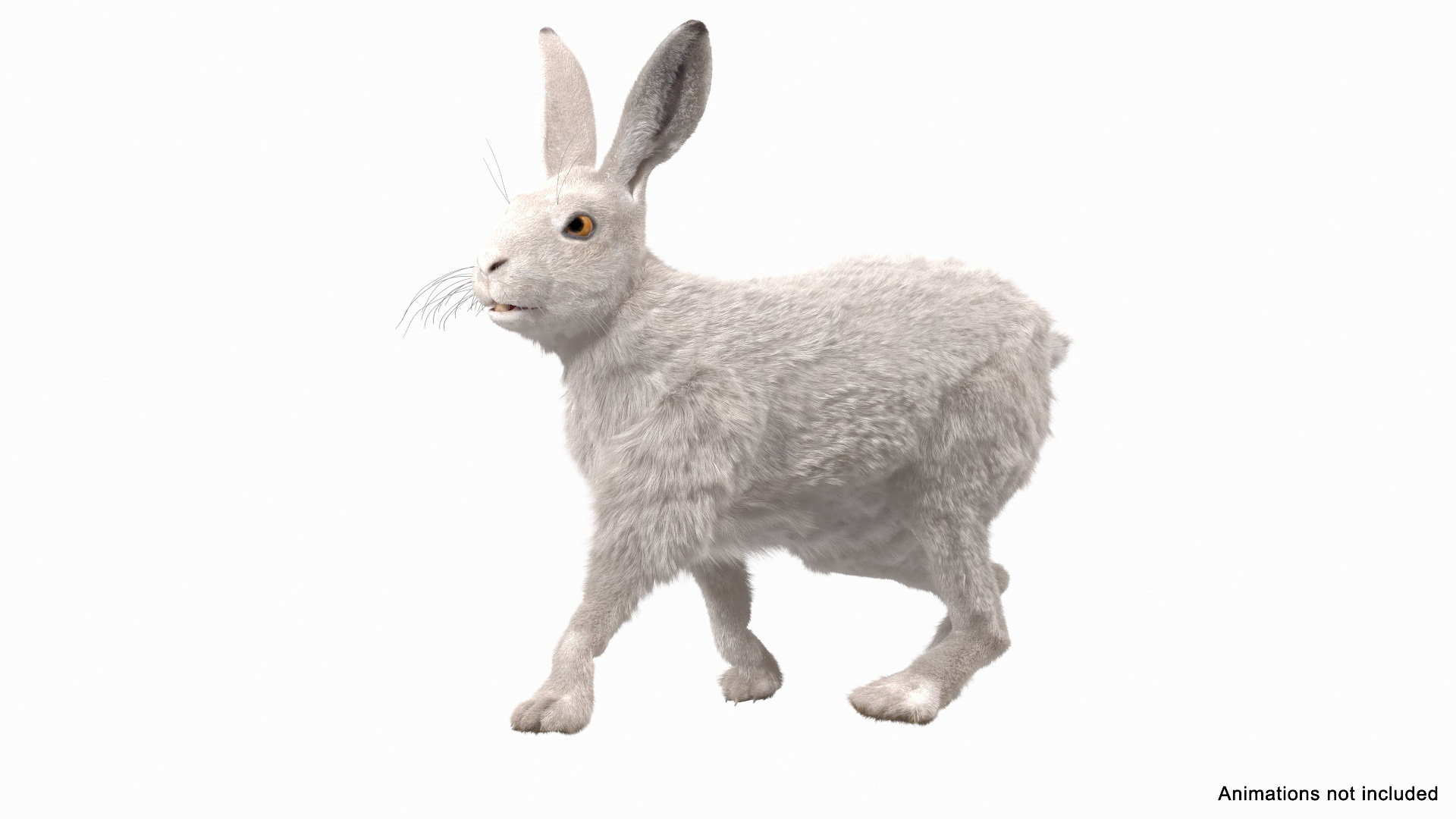 3D Model Winter White Hare Fur Rigged - TurboSquid 2128305