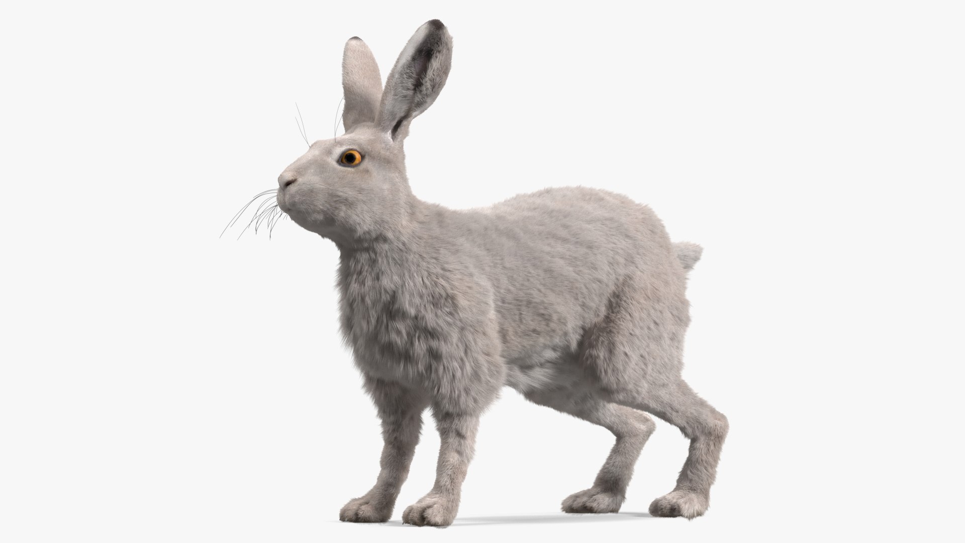3D model Winter White Hare Fur Rigged - TurboSquid 2128305