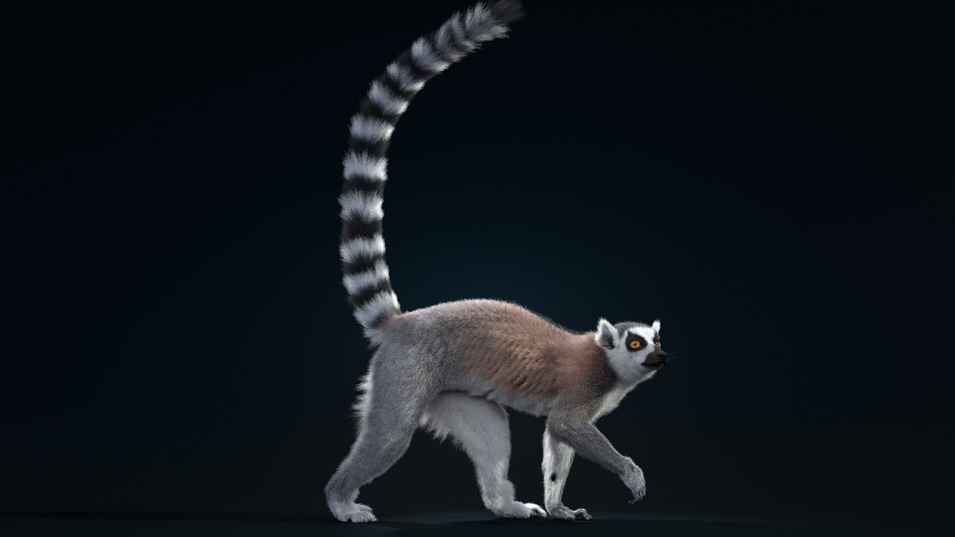3D Ring Tailed Lemur Animated - TurboSquid 1892085