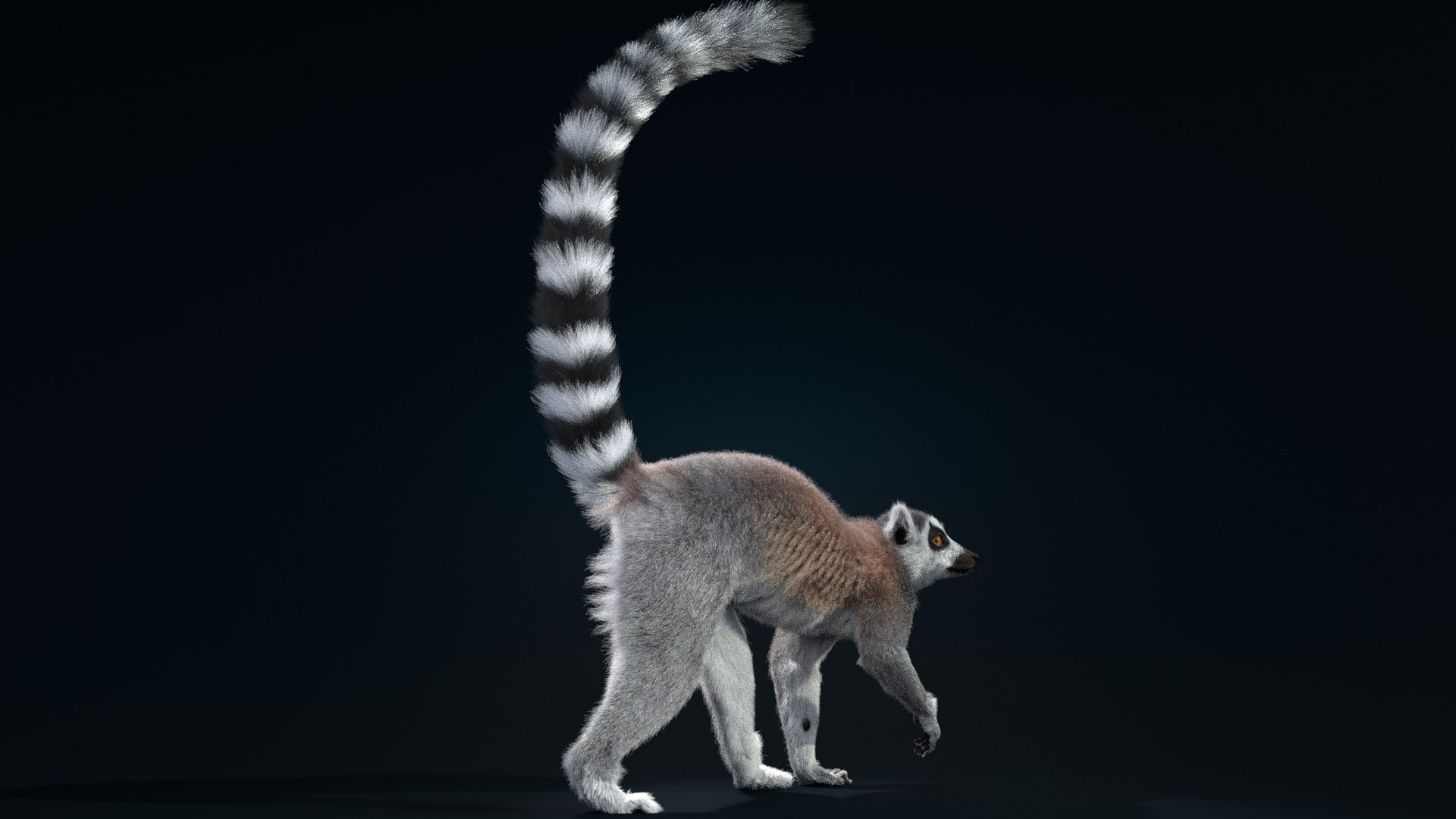 3D Ring Tailed Lemur Animated - TurboSquid 1892085