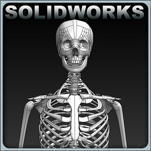 Skeletal System Solidworks 3D Models for Download | TurboSquid