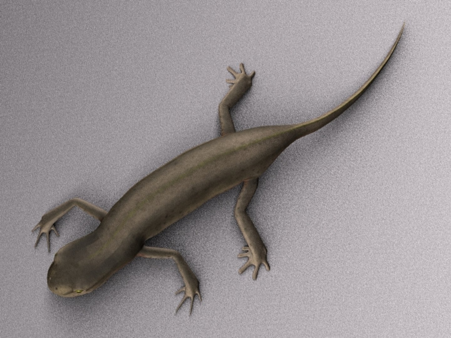 3d female smooth newt model