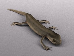 3D Newt Models - Browse & Download Formats - TurboSquid