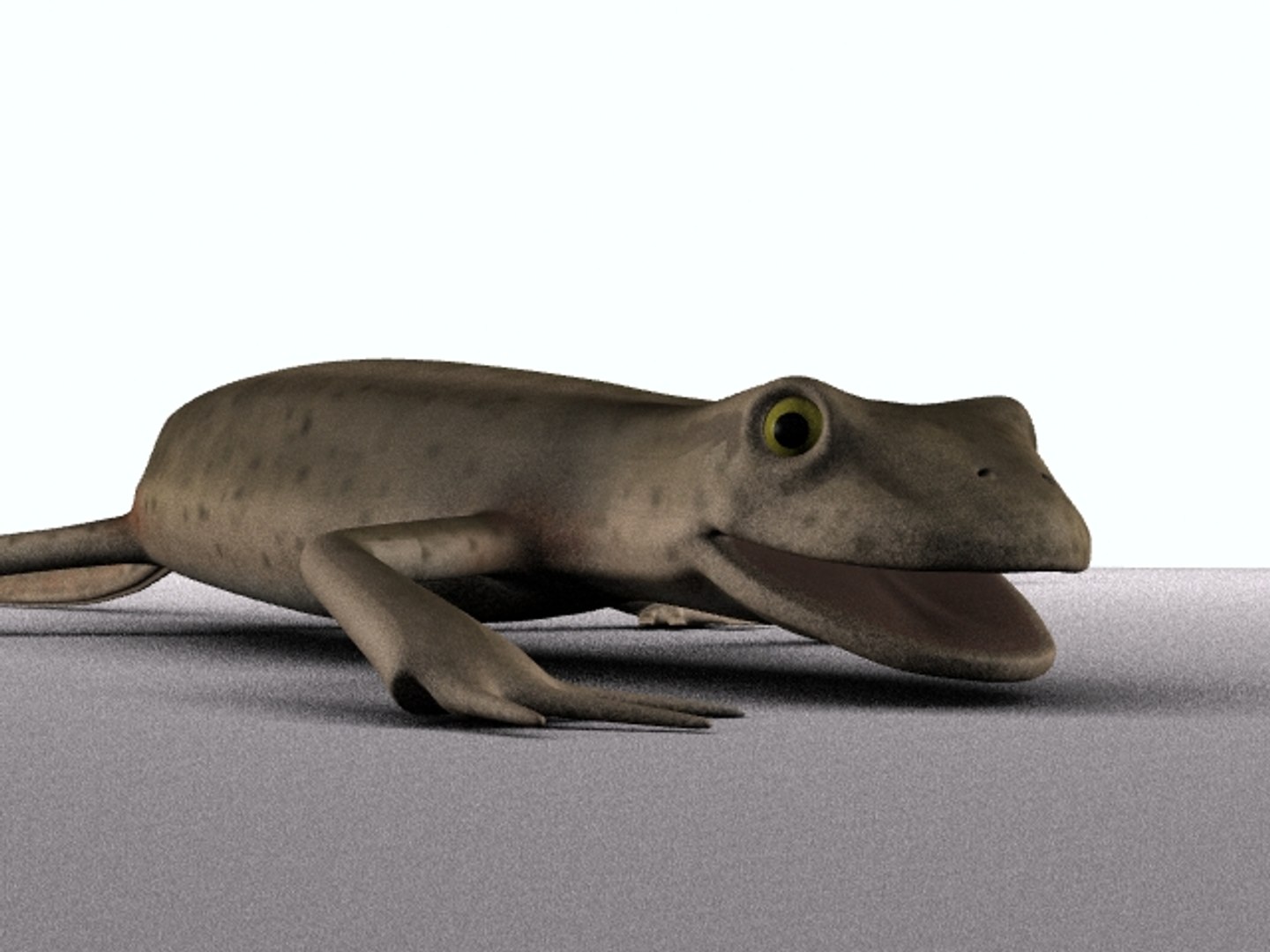3d female smooth newt model