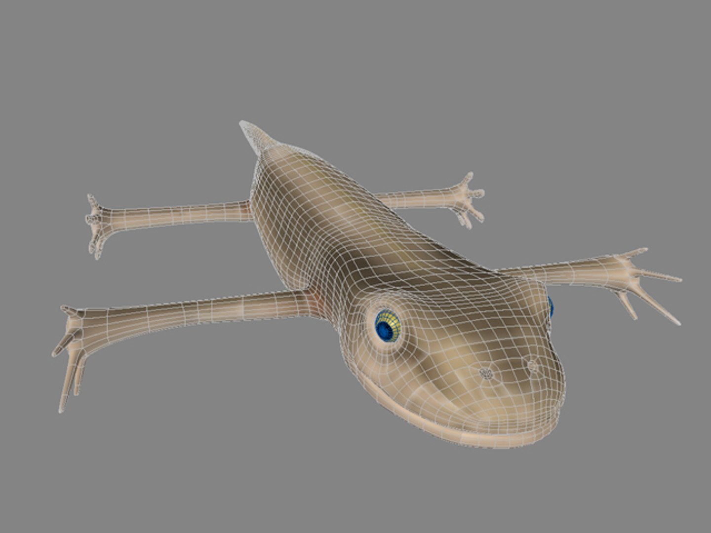 3d female smooth newt model