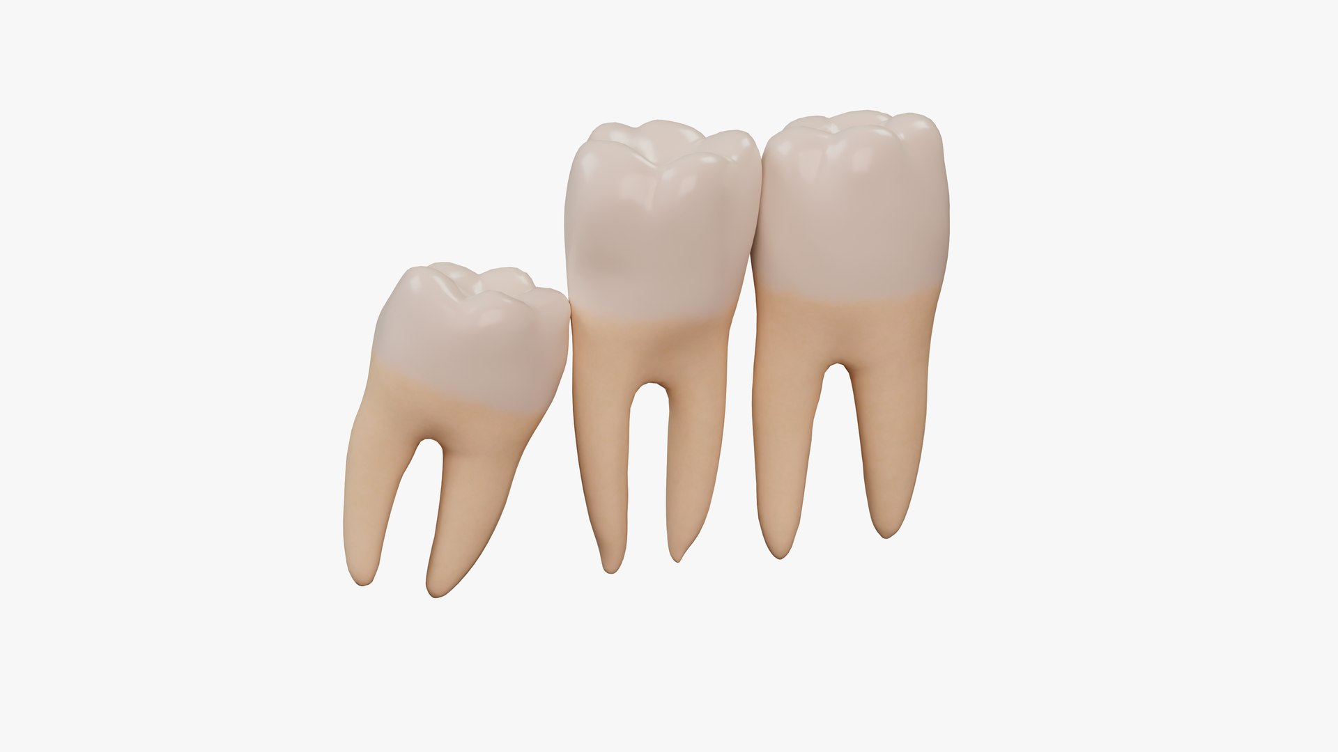 3D Model Impacted Wisdom Teeth - TurboSquid 1866134