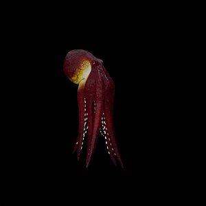 Animated Cartoon Octopus 3D Models For Download | TurboSquid