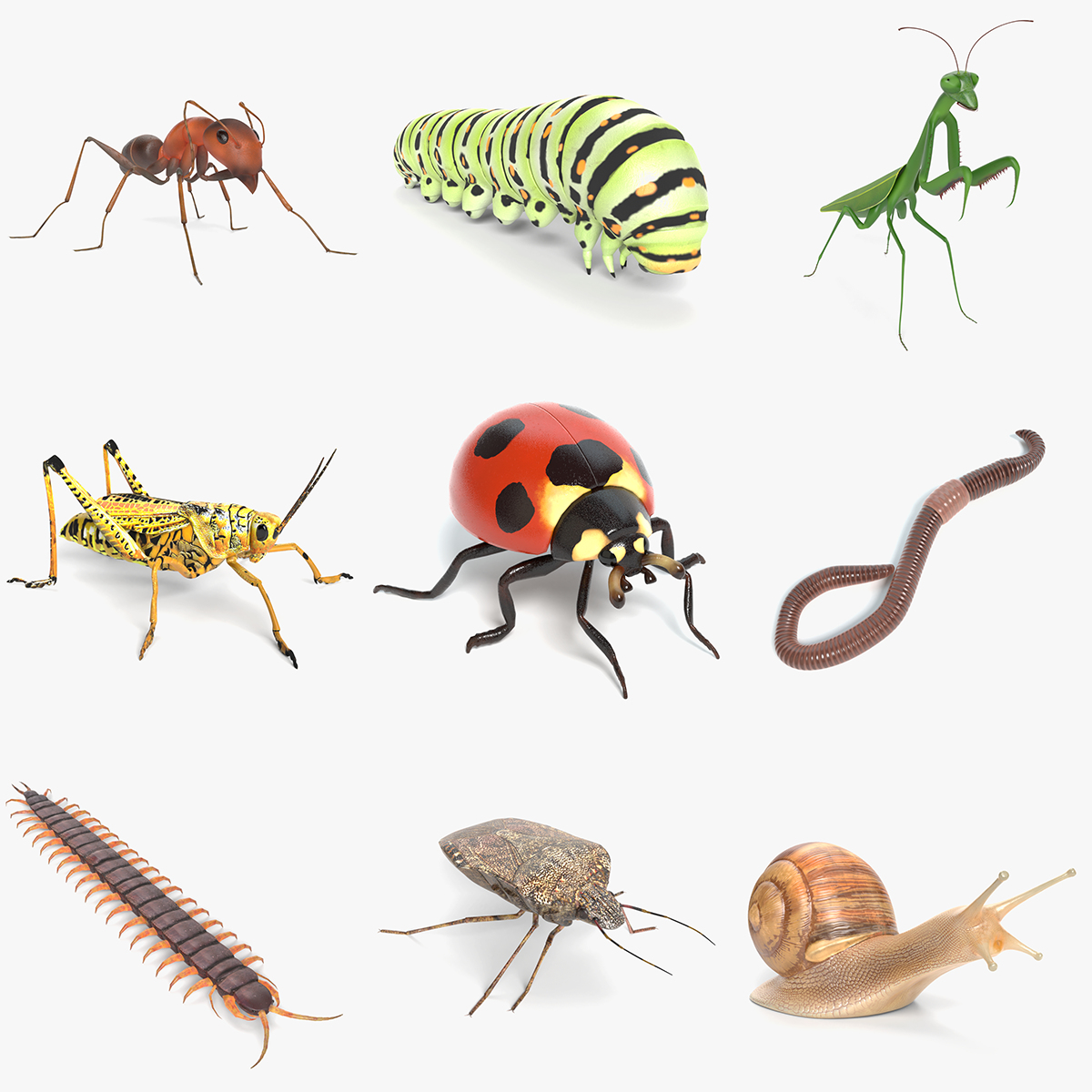 Bug Collection 3 model - TurboSquid 1723131