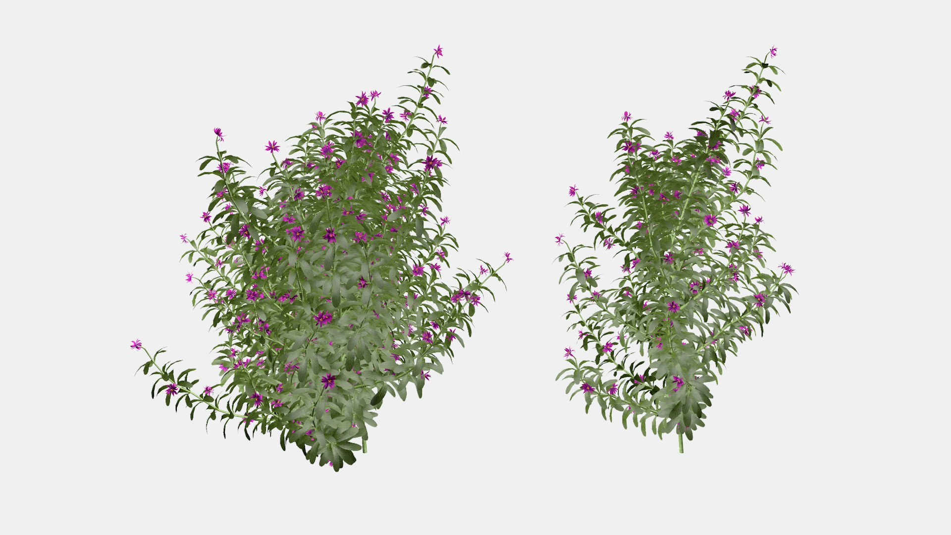 Cassie Flower 3d Model 3D Model - TurboSquid 1894612