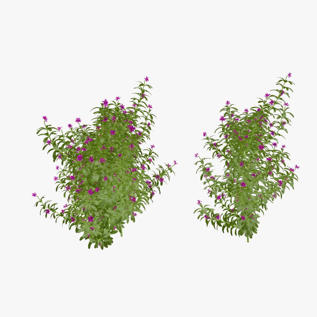 Cassie Flower 3d Model 3D Model - TurboSquid 1894612