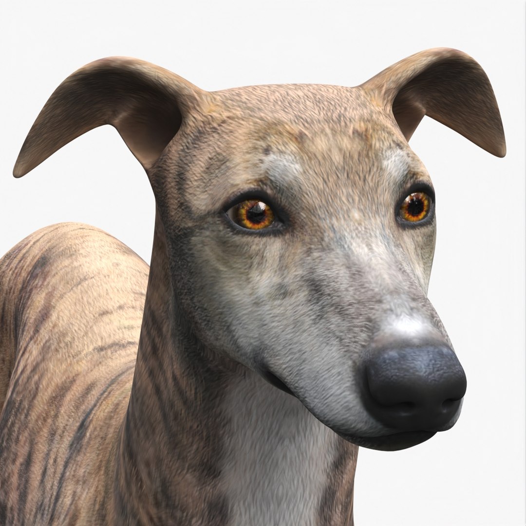 modelo 3d Perro galgo macho atigrado - TurboSquid 2477354