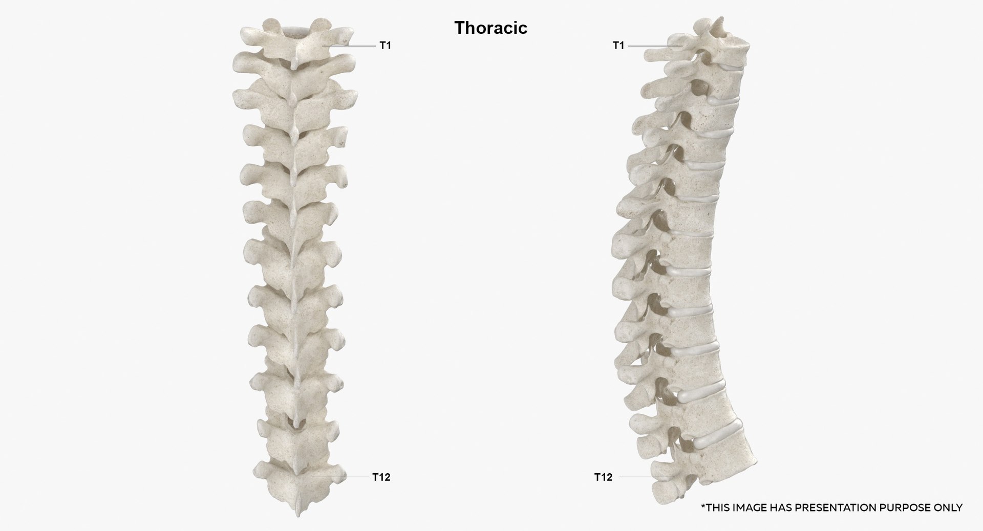 Human Thoracic Vertebrae TH1 To TH12 Bones Collection 03 - 2 Models Model - TurboSquid 2199393