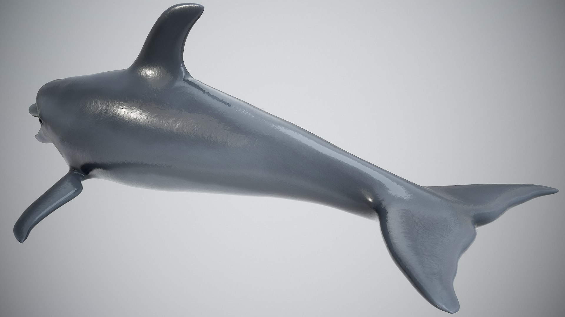3D Dolphin Ready Pbr - TurboSquid 1479618