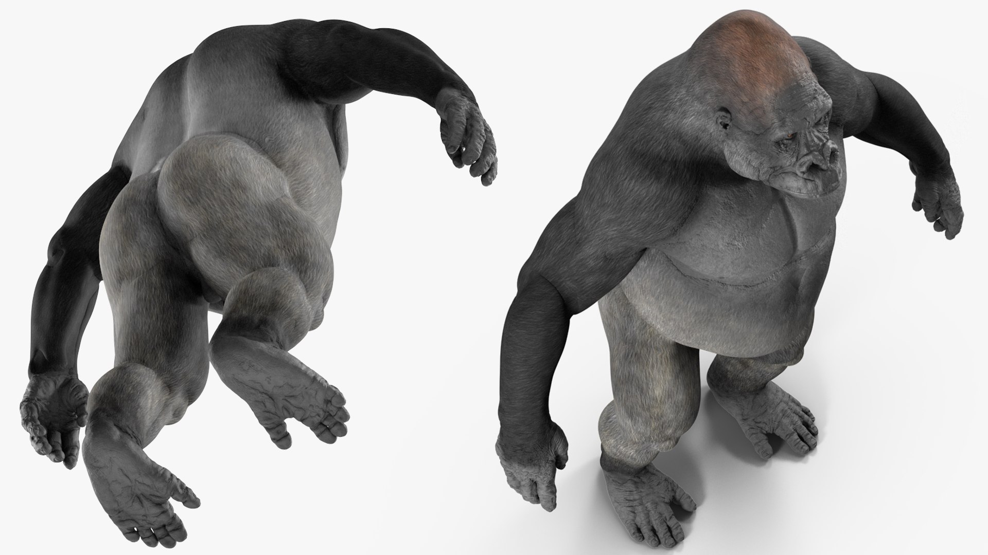 3D Gorilla Basic Pose - TurboSquid 2194805