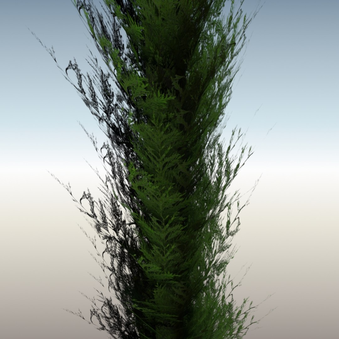 Optimized Cypress Tree 3d Model