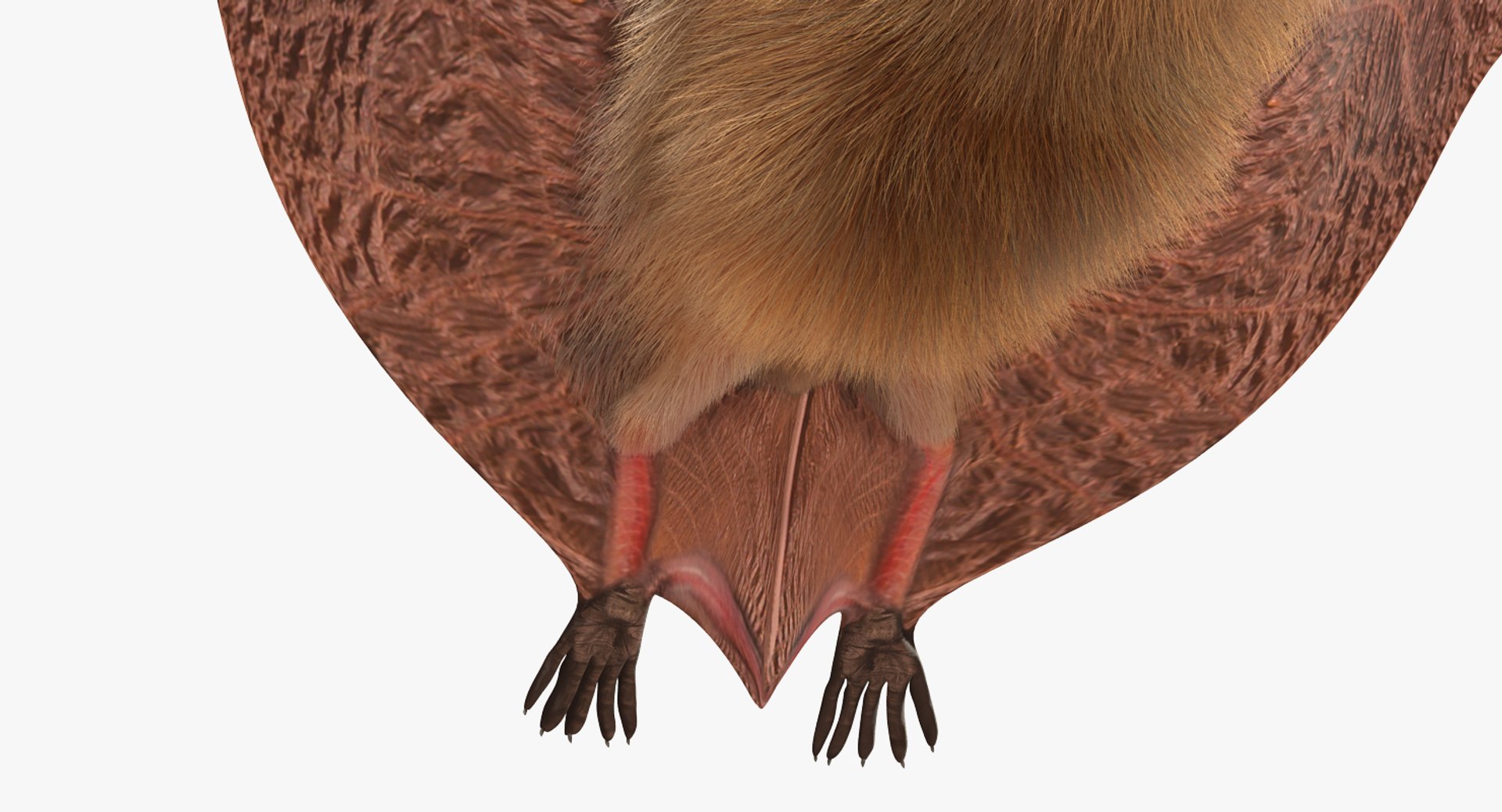 flying bat fur hair 3d max