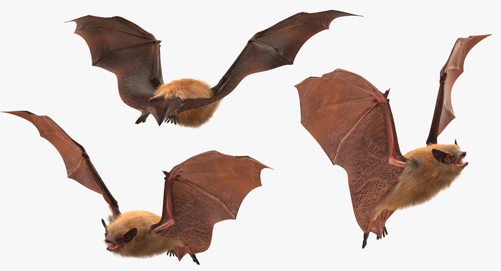 Flying Bat Fur Hair 3d Max