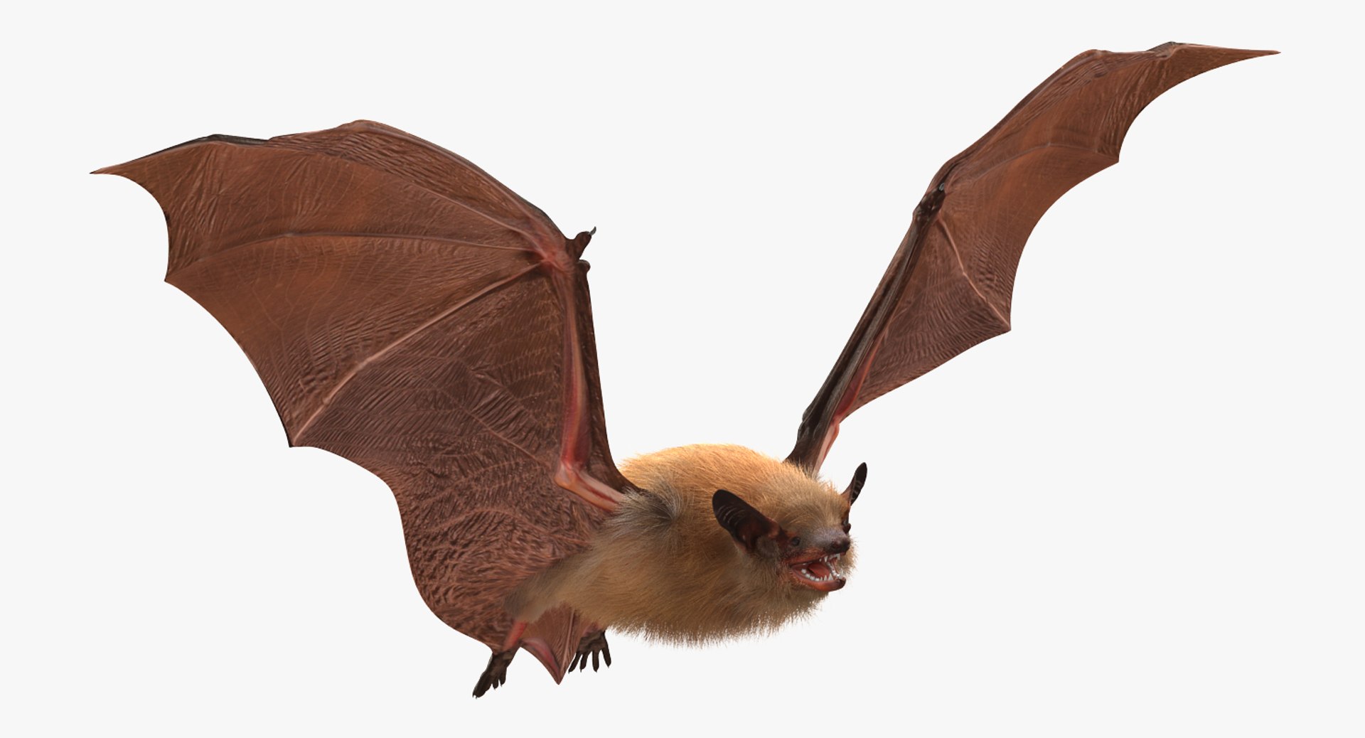 Flying Bat Fur Hair 3d Max