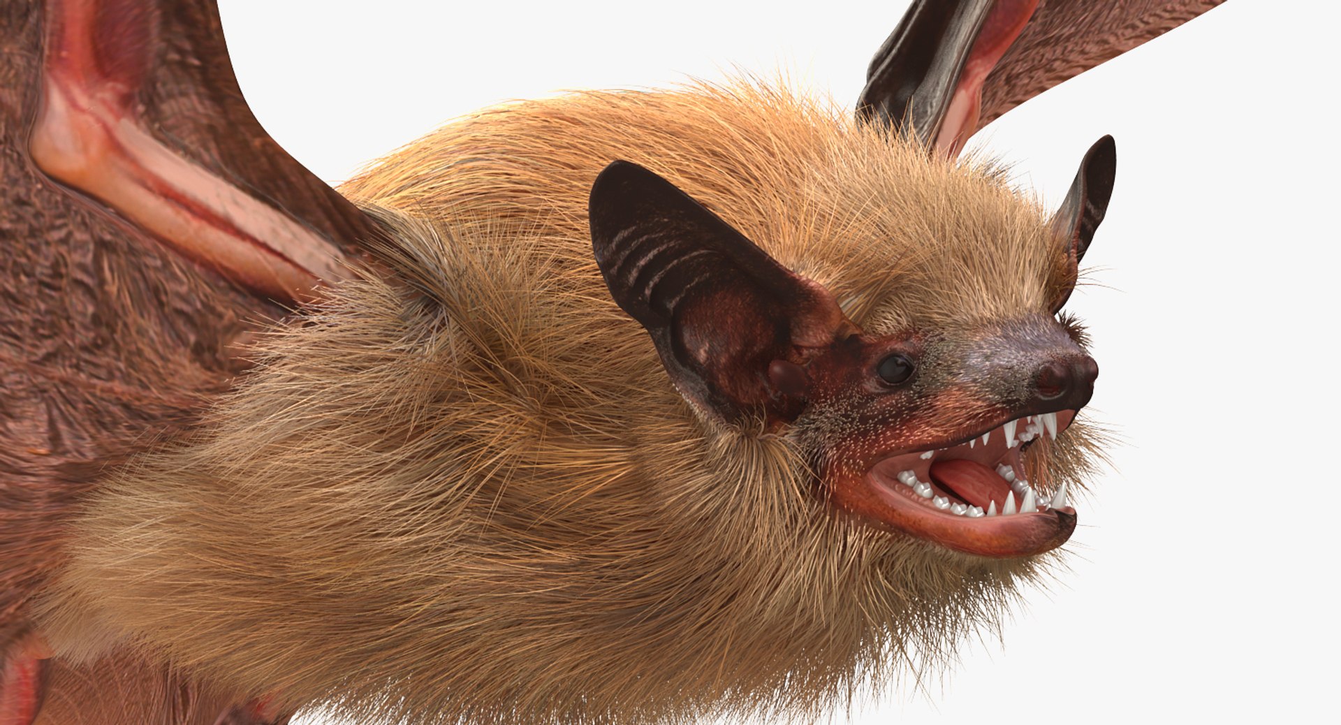 flying bat fur hair 3d max