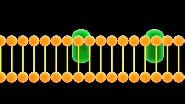 3d model of phospholipid cell membrane