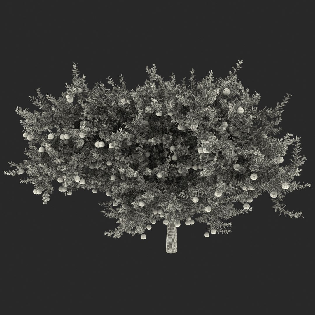 Grapefruit Tree 3d Model