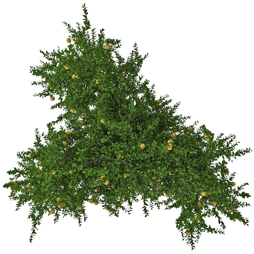 Grapefruit Tree 3d Model