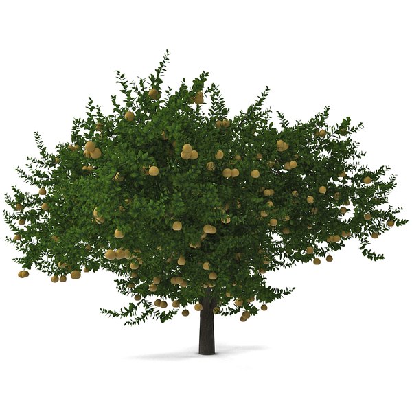 grapefruit tree 3d model