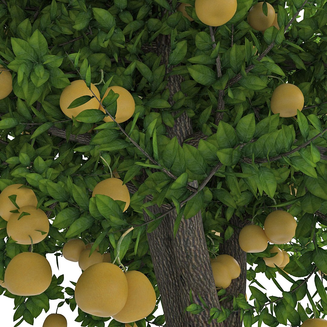 Grapefruit Tree 3d Model