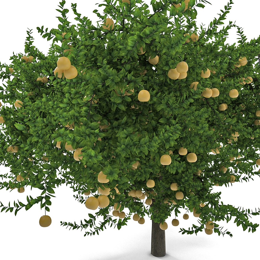 Grapefruit Tree 3d Model