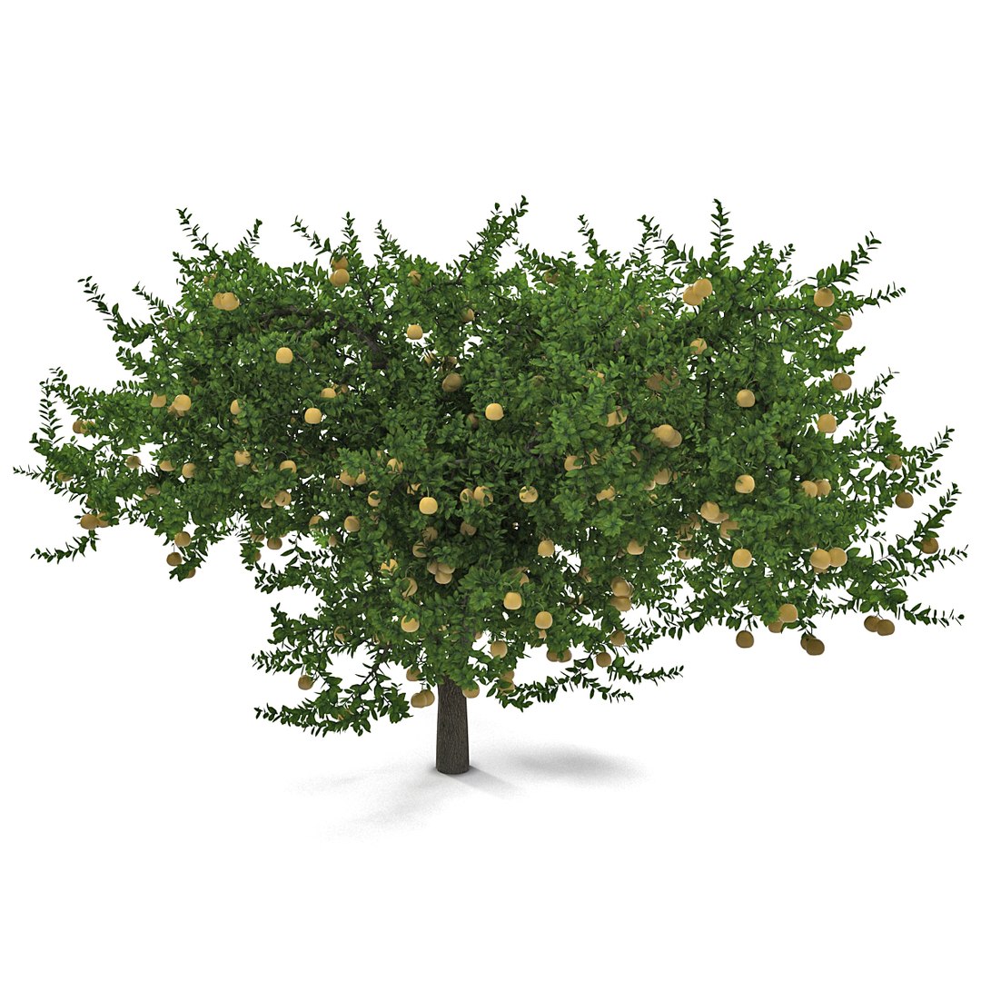 Grapefruit Tree 3d Model