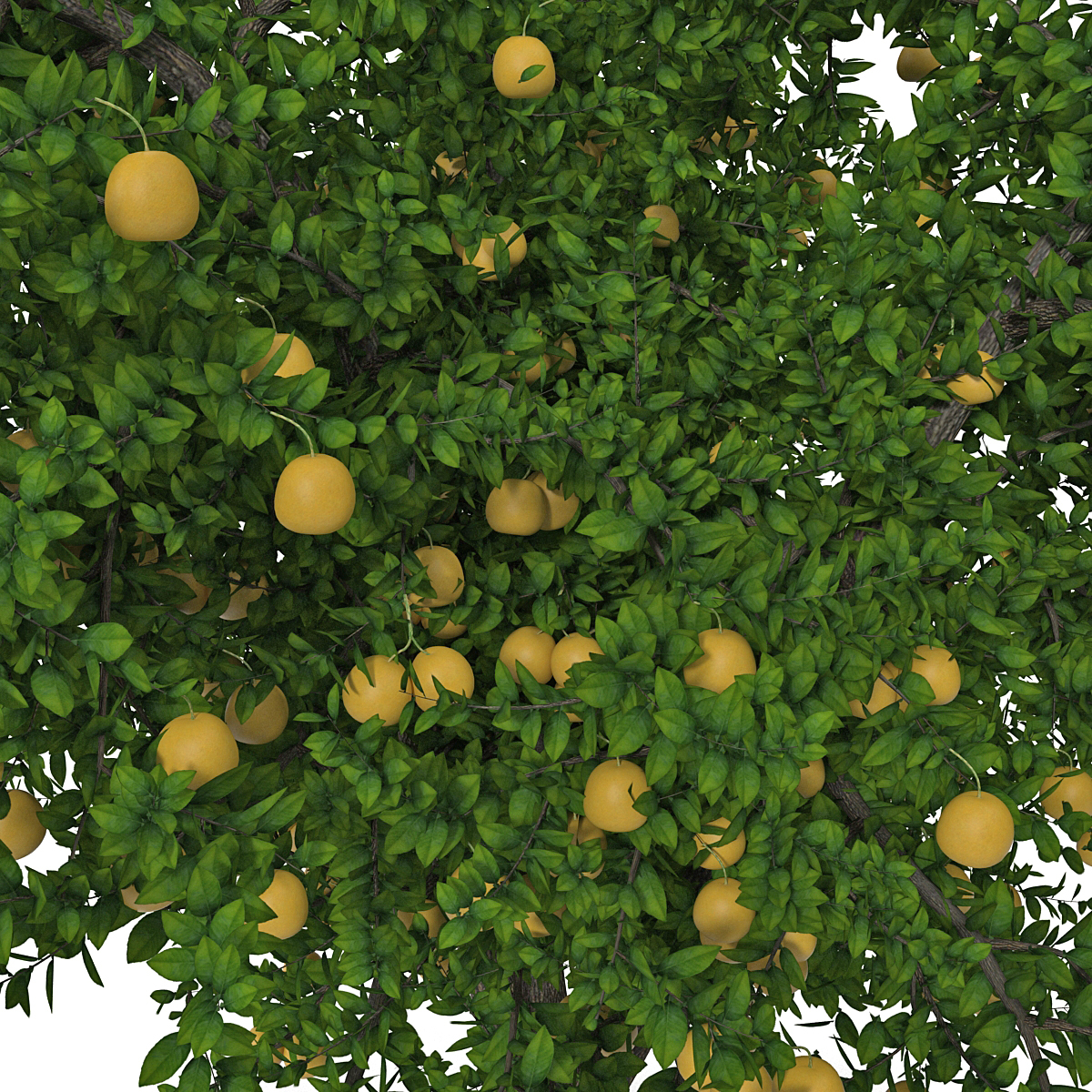 grapefruit tree 3d model