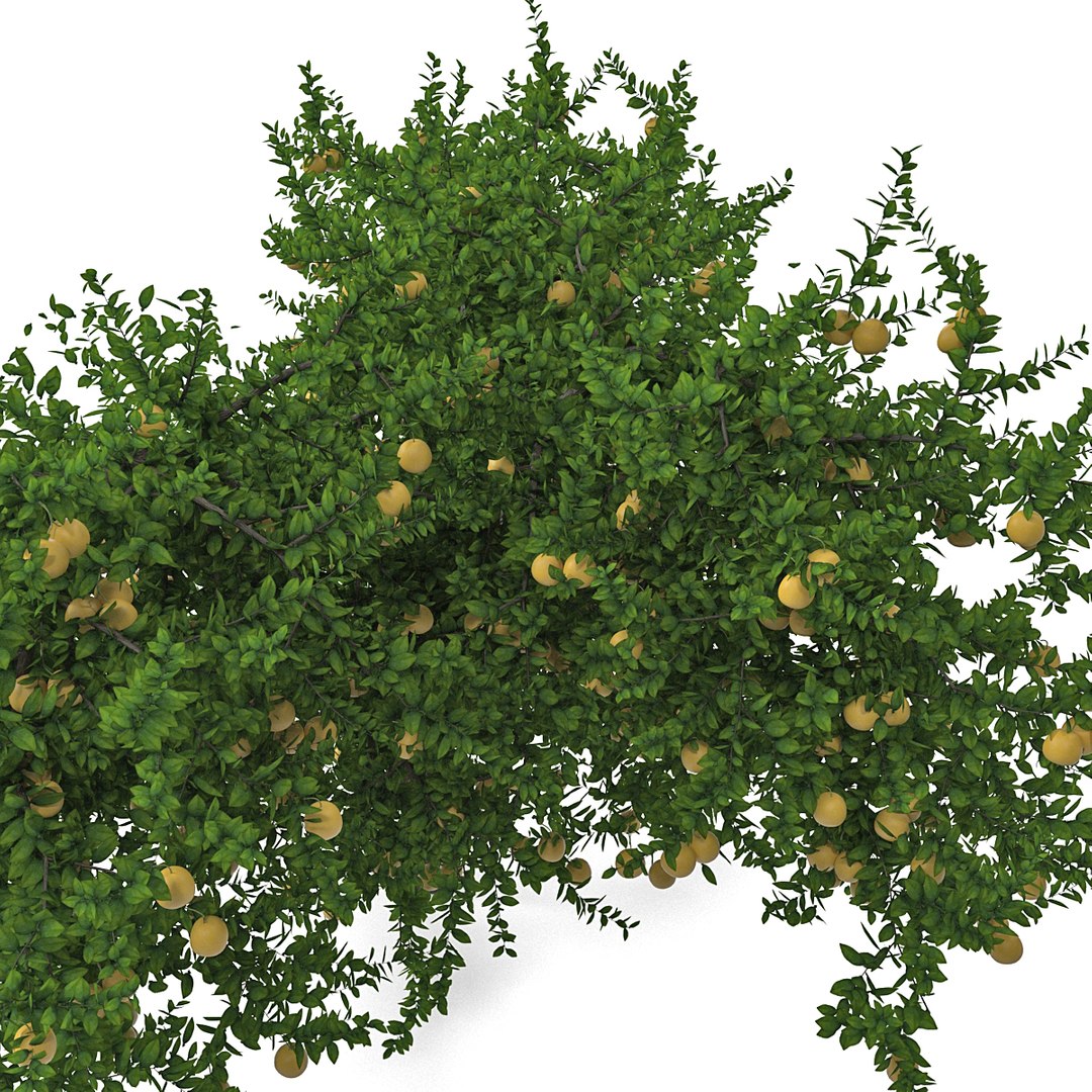 Grapefruit Tree 3d Model