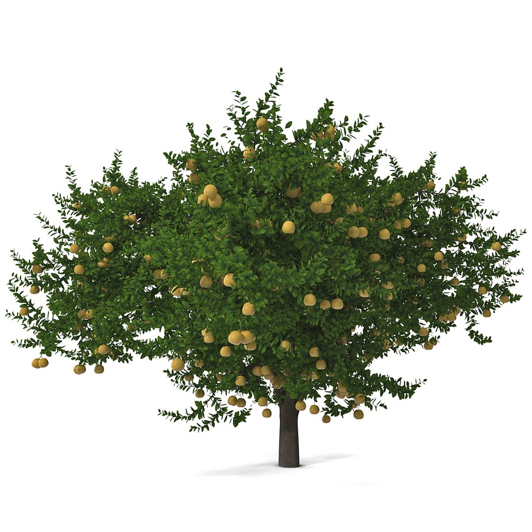Grapefruit Tree 3d Model