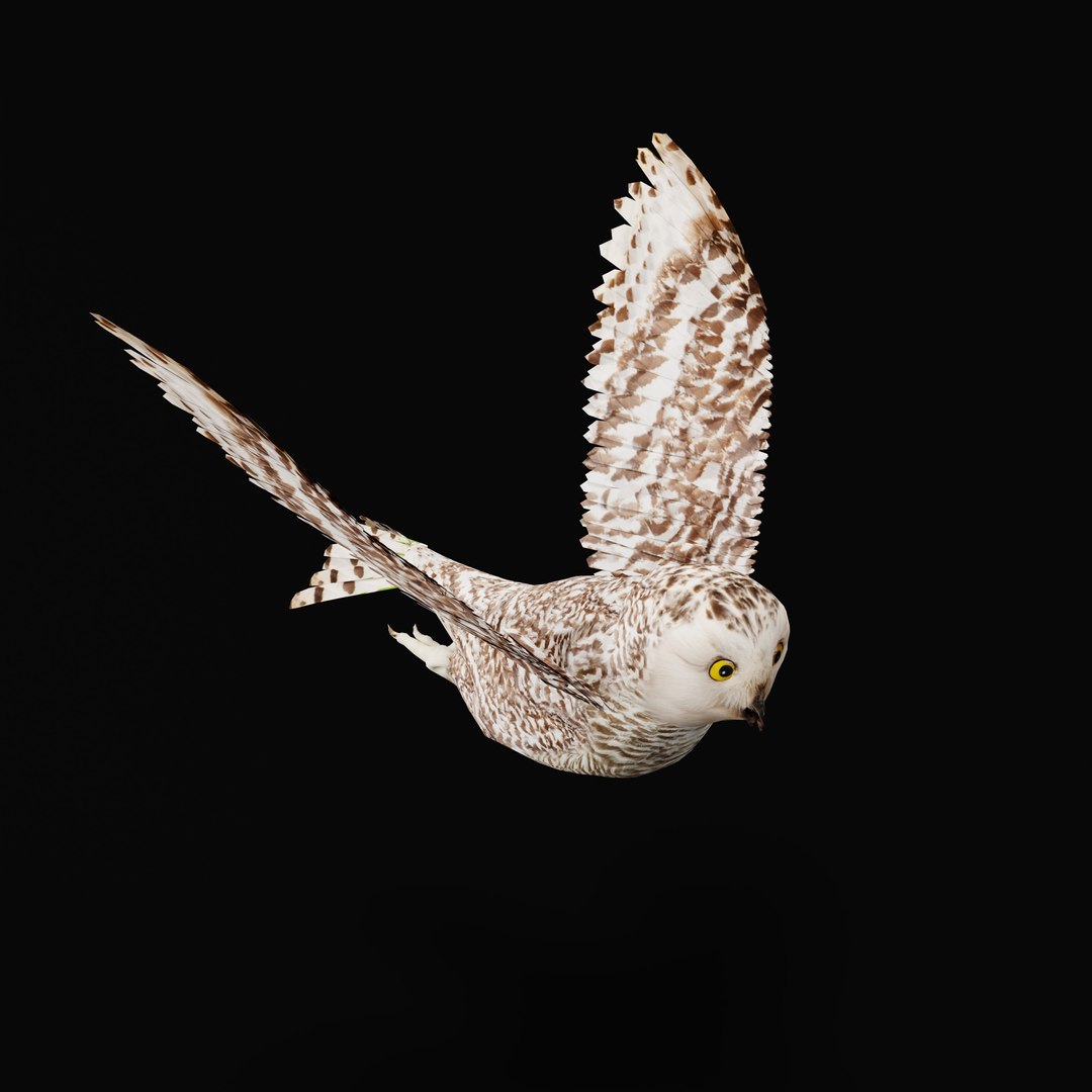 3D Snowy Polar White Owl Model - TurboSquid 2307351