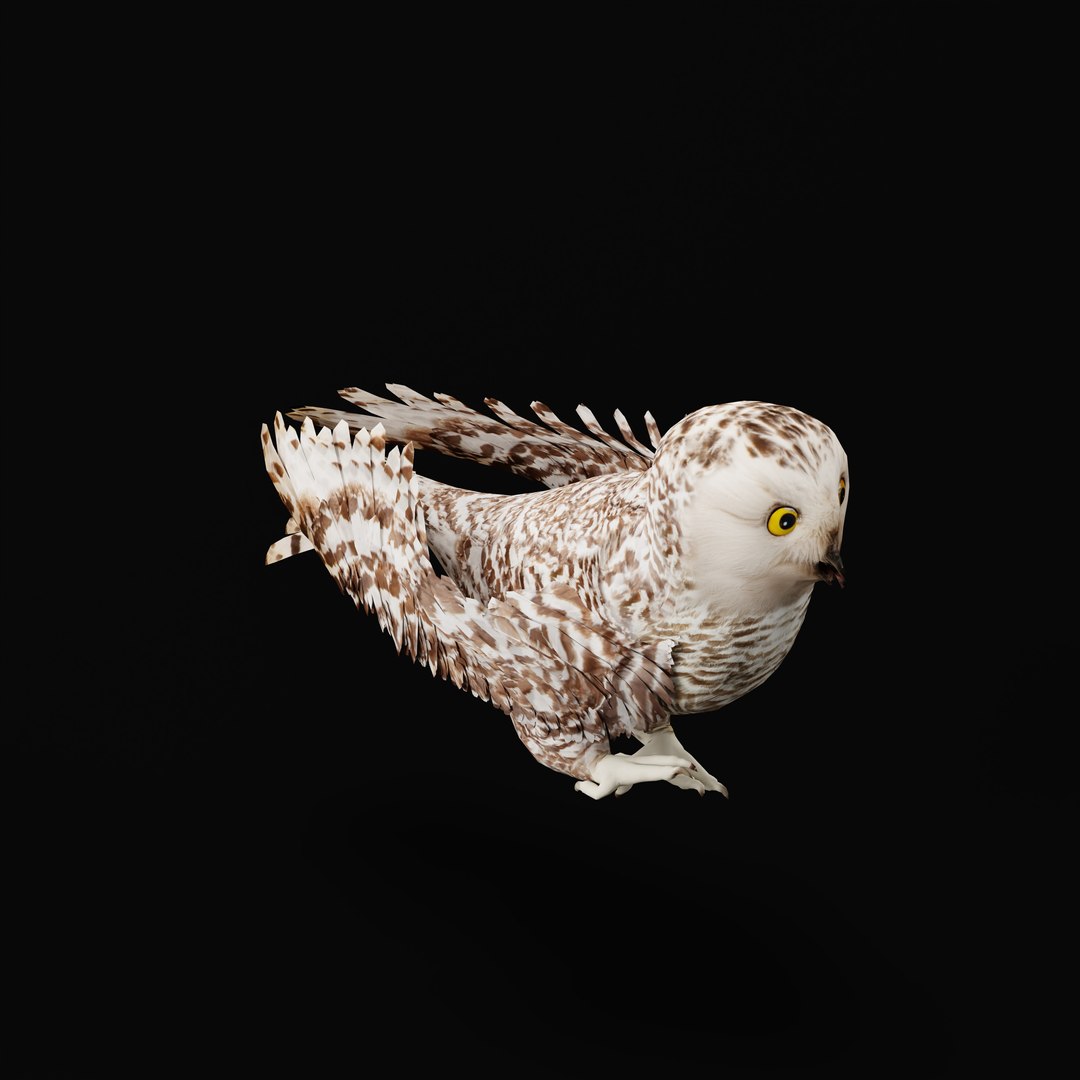 3D Snowy Polar White Owl Model - TurboSquid 2307351