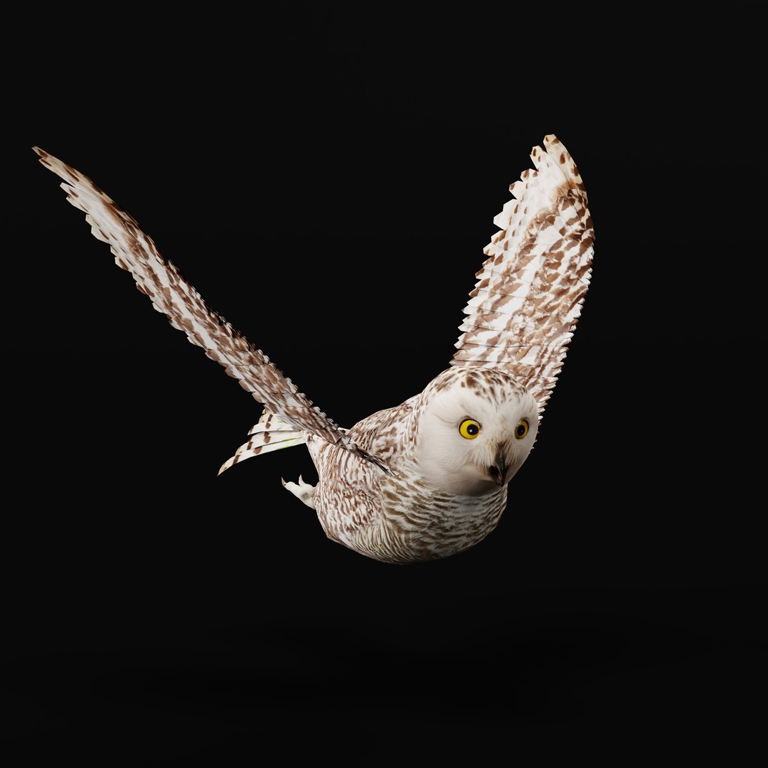 3D Snowy Polar White Owl Model - TurboSquid 2307351