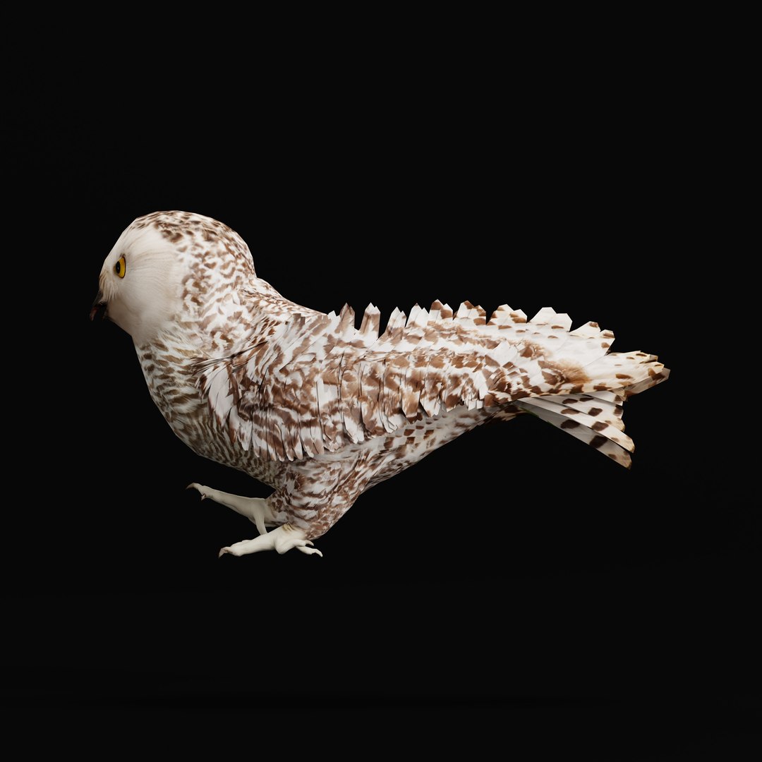 3D Snowy Polar White Owl Model - TurboSquid 2307351